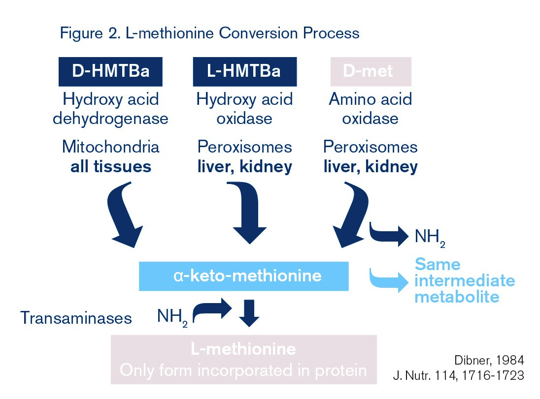 Comparison of L-Methionine, DL-Methionine and Methionine Hydroxy Analogue in a High Ambient ...